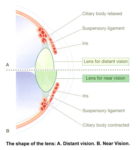 The Structure and Anatomy of the Eye | SelectSpecs.com