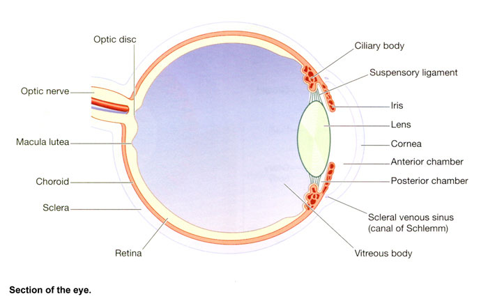 The Structure and Anatomy of the Eye | SelectSpecs.com